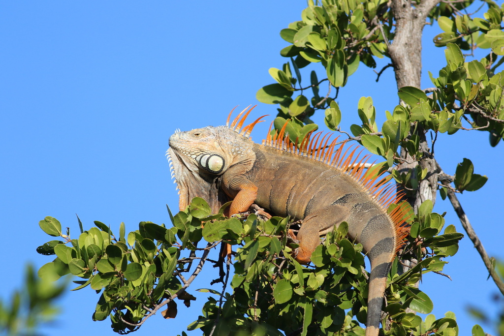 Green Iguana from Oleta River State Park, North Miami, FL, US on ...