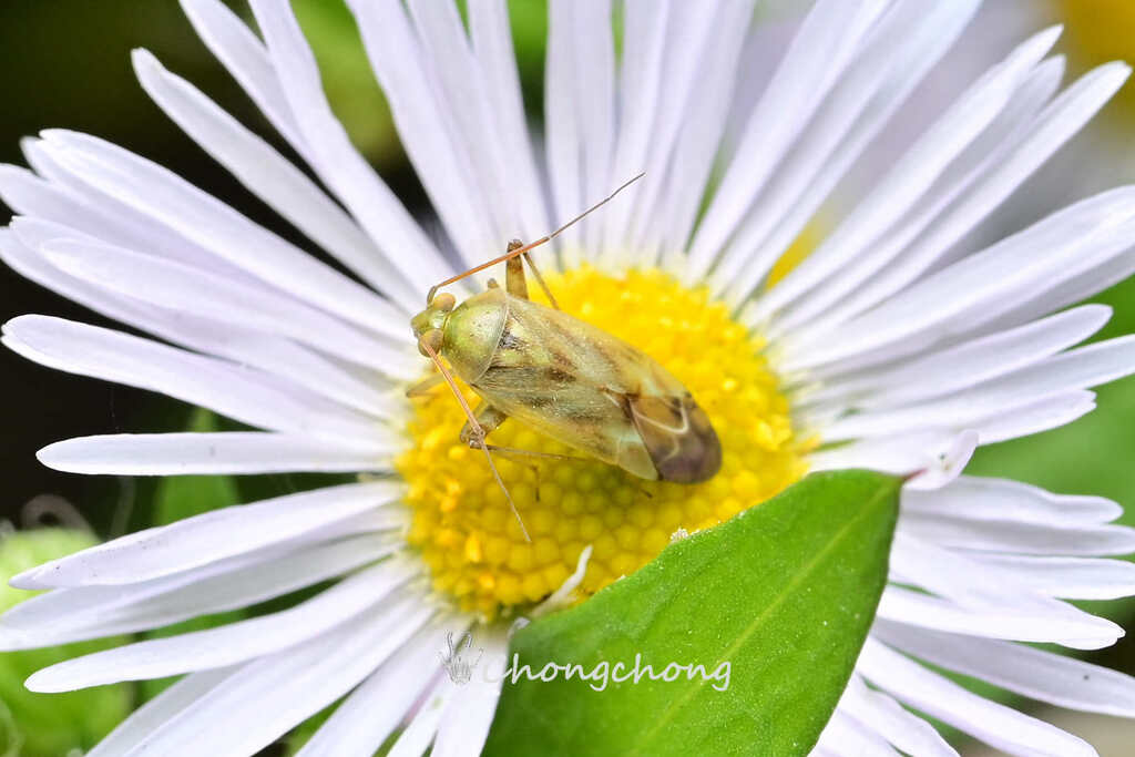 Broken-backed Bug from 中国江苏省南京市浦口区3H23+MG2 邮政编码: 211800 on November 30 ...