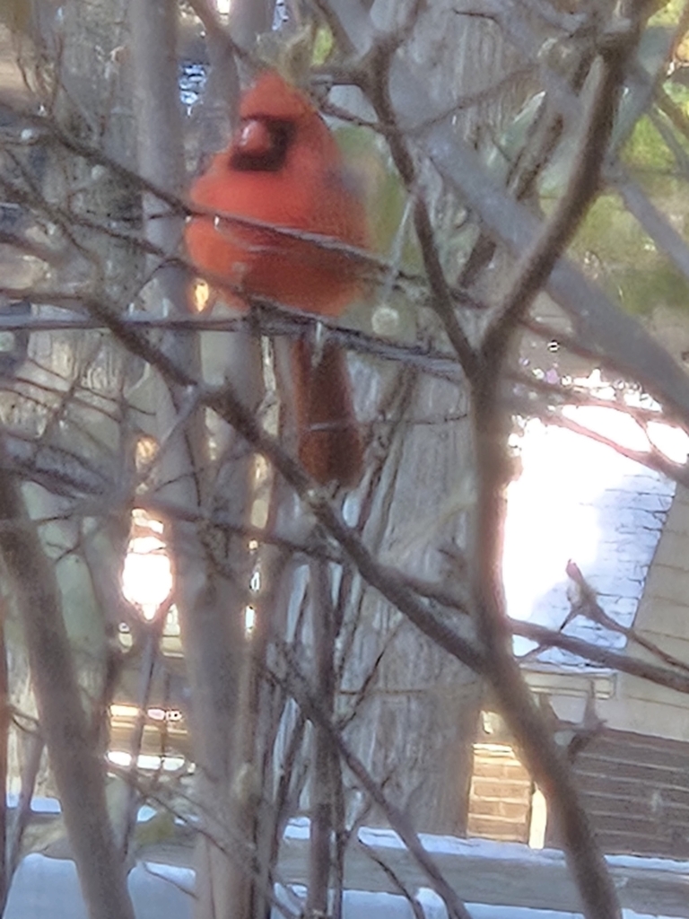 Northern Cardinal from Concord, NC, USA on December 3, 2024 at 09:48 AM ...