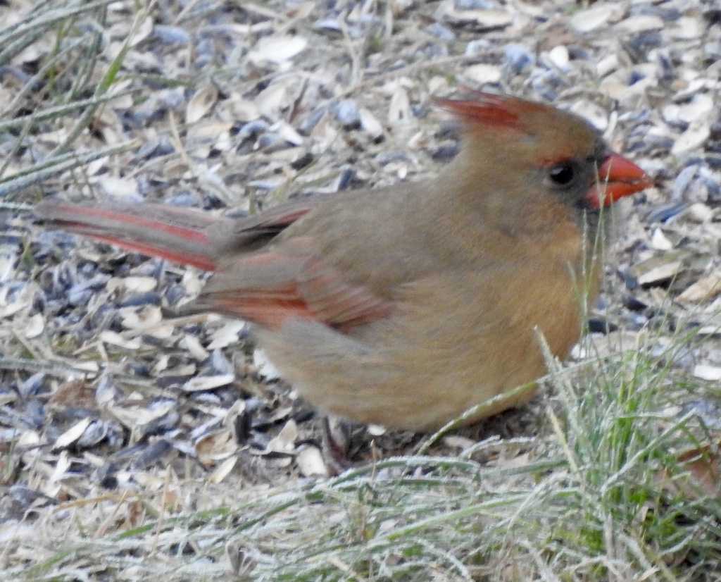 Northern Cardinal from Cochise Rd, Cherokee Village, AR, US on December ...
