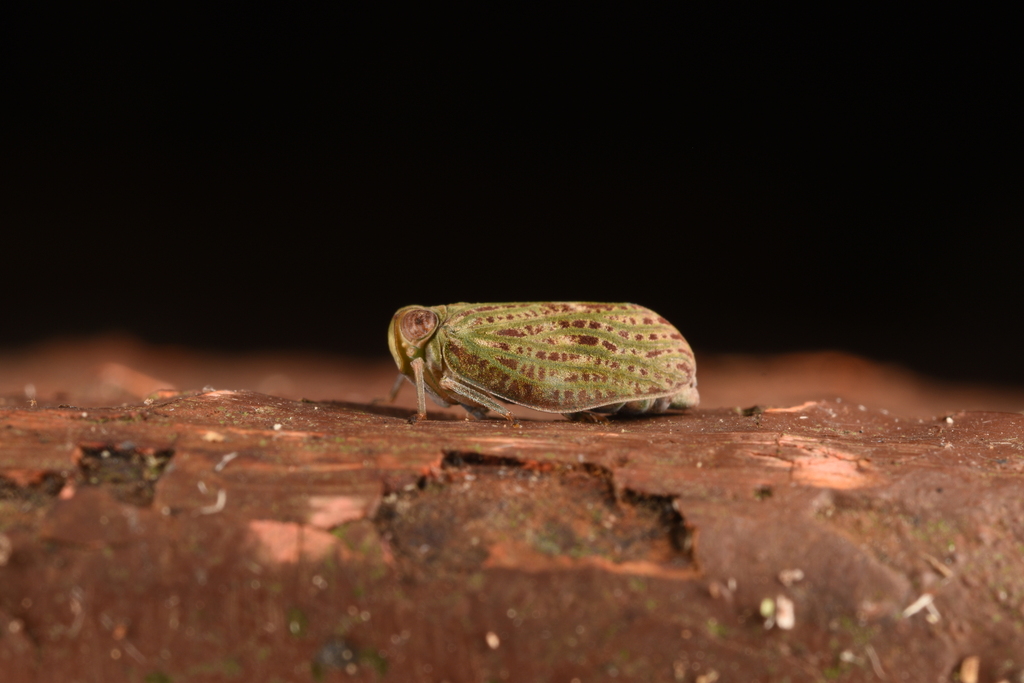 Issid Planthoppers from 中國雲南省西雙版納傣族自治州景洪市 on November 21, 2024 at 12:55 ...