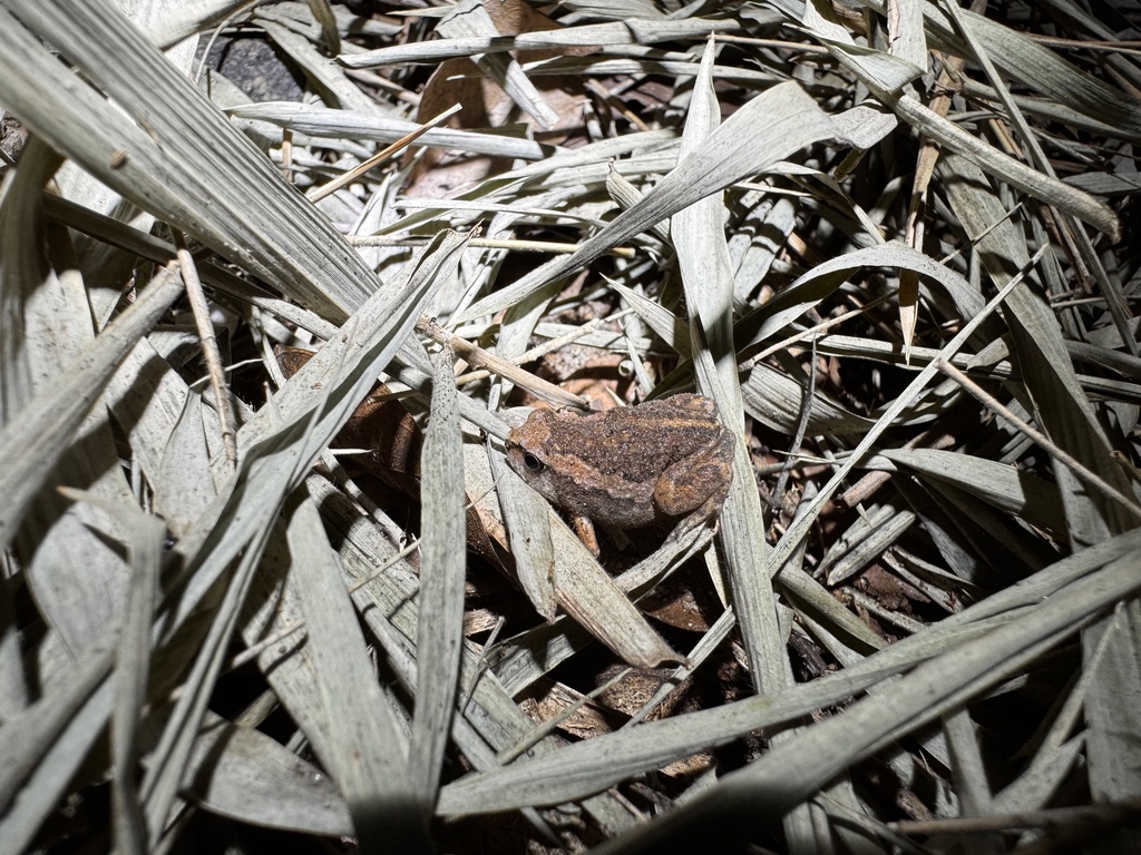 Median-striped Bullfrog in November 2024 by Marcus Lucassen and Rikke ...