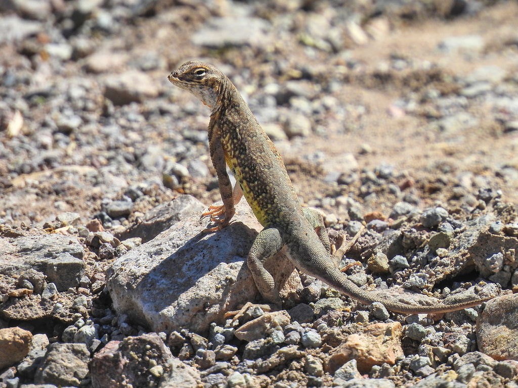 Western Earless Lizard from Uruachi, Chih., México on July 25, 2023 at ...