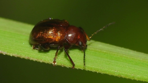 Basilepta varians · iNaturalist