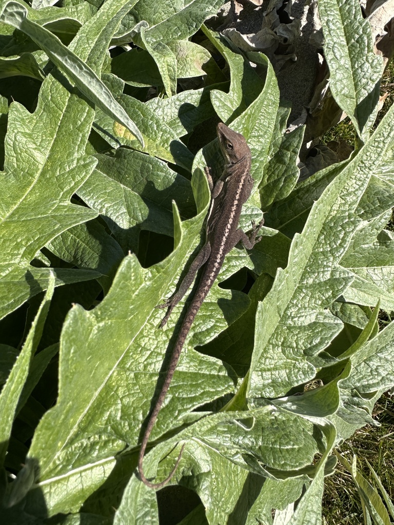 Green Anole from Meredith College, Raleigh, NC, US on December 3, 2024 ...