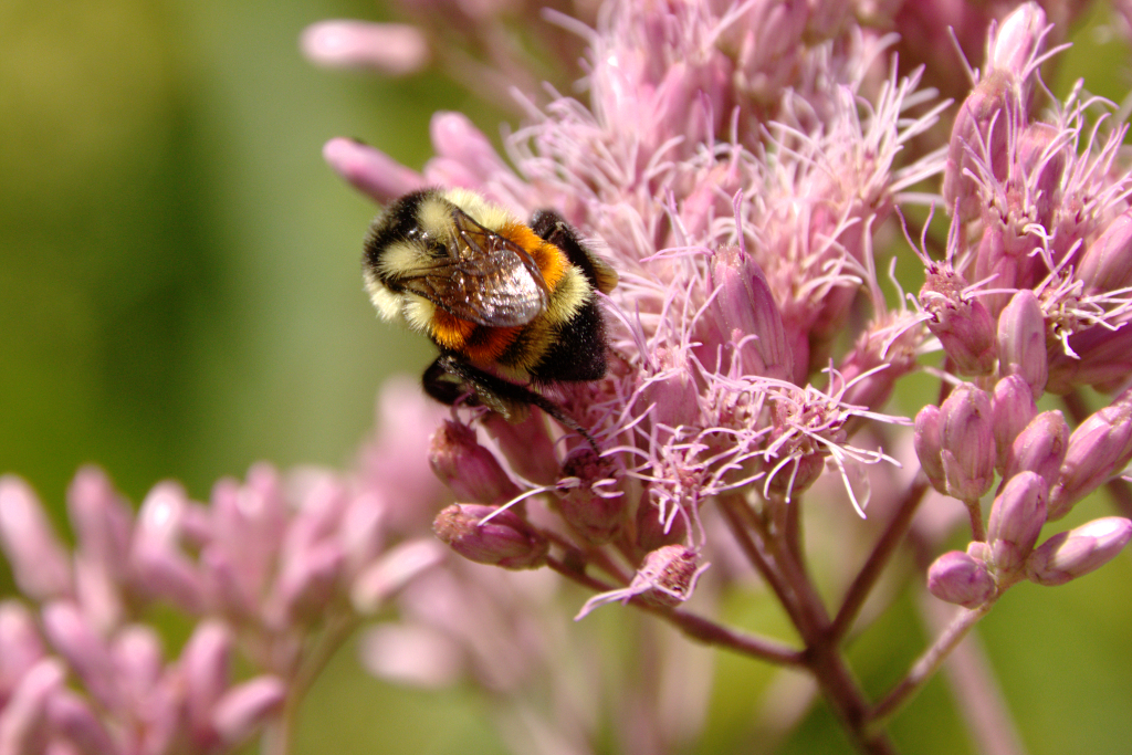 Tricolored Bumble Bee from Centennial Woods, Burlington, VT on August ...