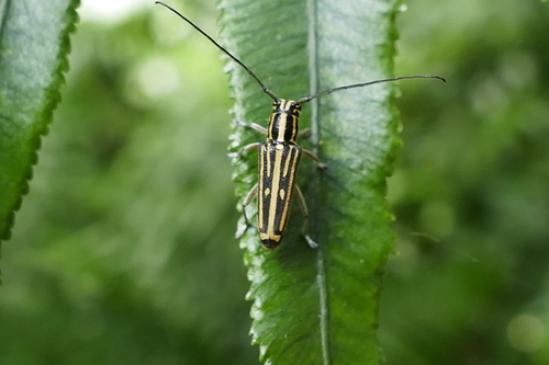 Subspecies Glenea lineata sauteri · iNaturalist