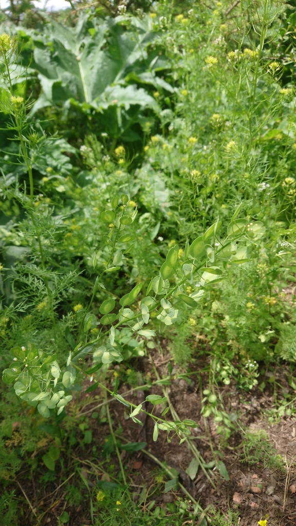 field penny-cress from Haibei Tibetan, CN-QH, CN on July 20, 2019 at 12 ...
