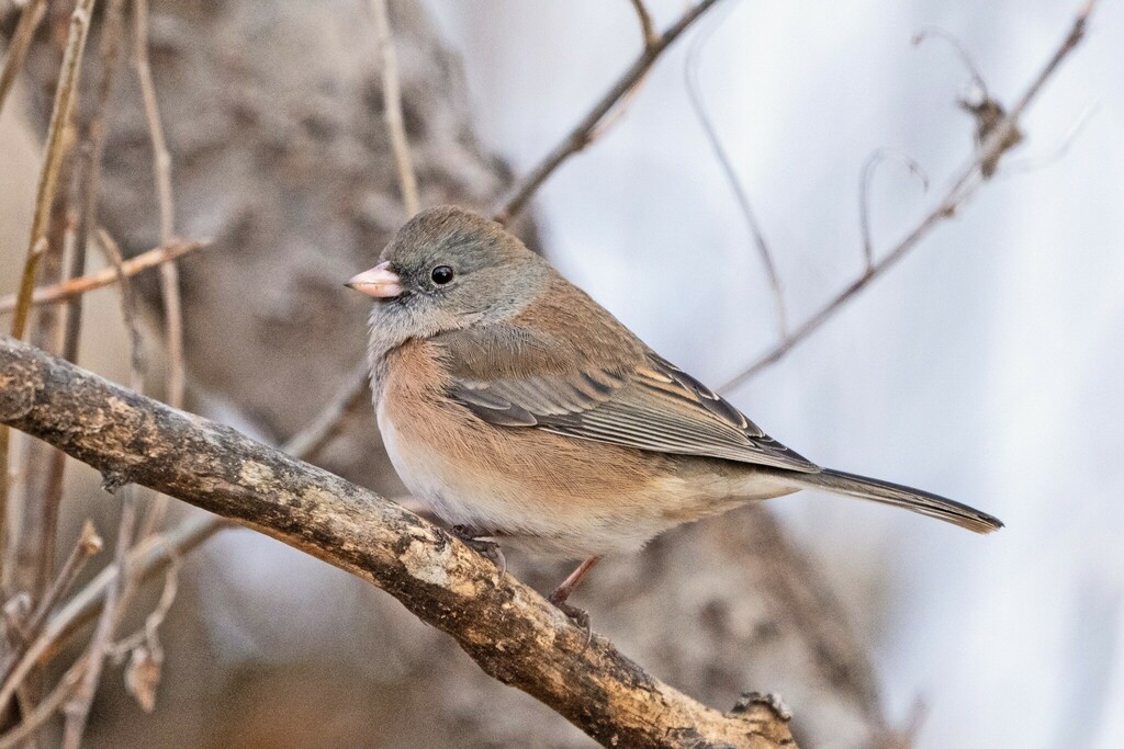 Pink-sided Junco from Lincoln, NE, USA on November 30, 2024 at 09:39 AM ...