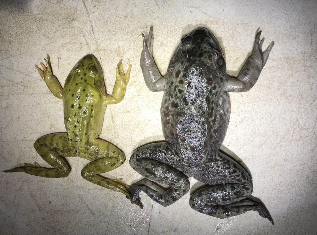 American Bullfrog from Glenwood, WA, US on September 30, 2020 at 11:54 ...