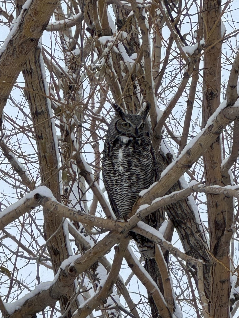 Great Horned Owl from Coverton Hts NE, Calgary, AB, CA on November 18 ...