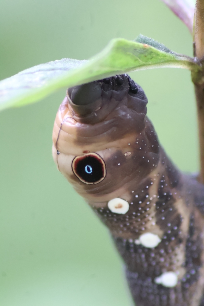 Falcon Sphinx from 55736 Méx., México on September 7, 2024 by Beesye ...