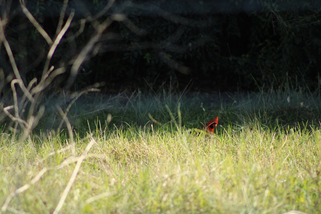 Northern Cardinal from Clear Fork Trinity River, Fort Worth, TX, US on ...