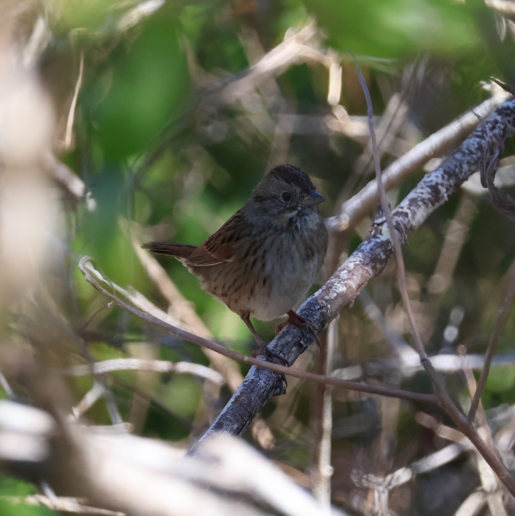 Swamp Sparrow from Sanibel, FL, USA on December 3, 2024 at 12:33 PM by ...