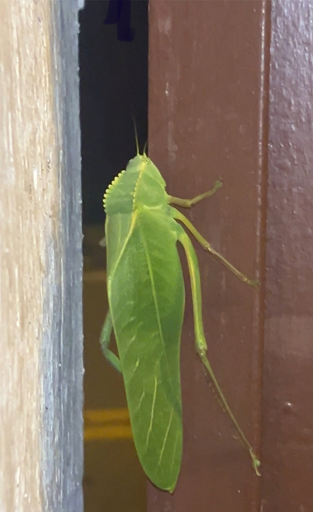 Steirodon from Carrera 1, La Mesa, Cundinamarca, CO on December 3, 2024 ...