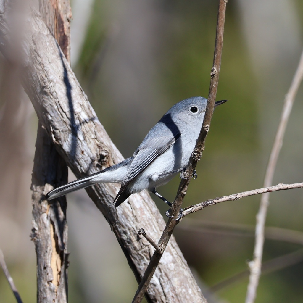 Blue-gray Gnatcatcher from Sanibel, FL, USA on December 3, 2024 at 12: ...