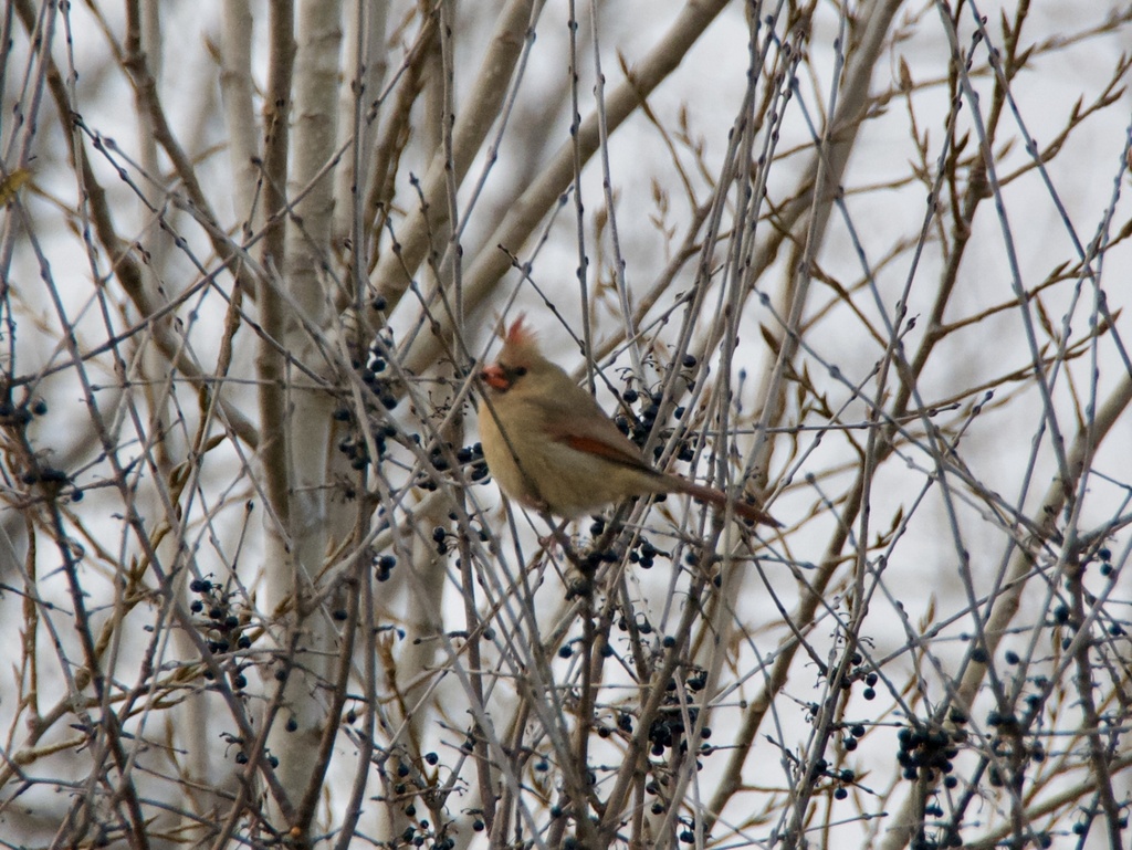 Northern Cardinal from Tommy Thompson Park, Toronto, ON, CA on December ...