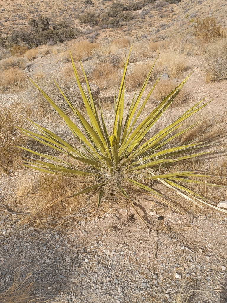 Mojave Yucca from Mountain Springs, NV 89161, USA on December 3, 2024 ...