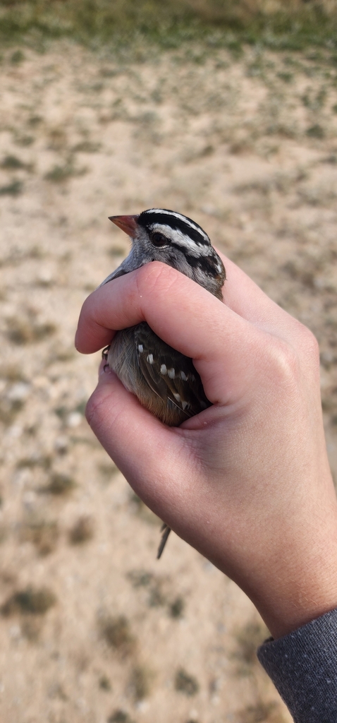 White-crowned Sparrow from Grape Creek, TX 76901, USA on November 30 ...