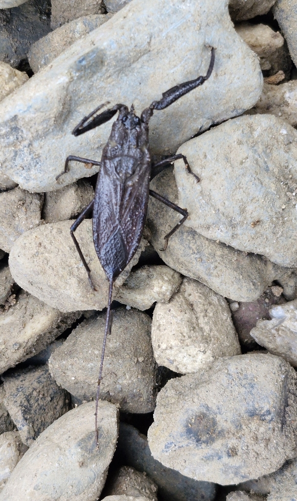 Laccotrephes tristis from Hunchy QLD 4555, Australia on December 4 ...