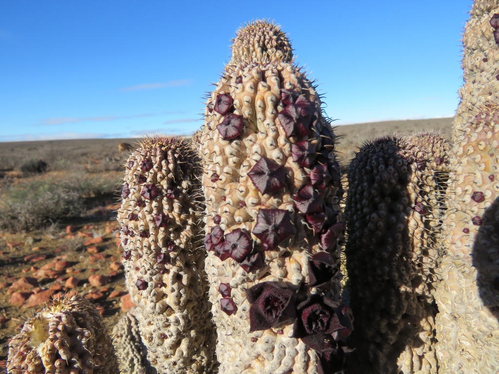 Purple Ghaap from Beaufort West, South Africa on July 20, 2019 at 09:23 ...