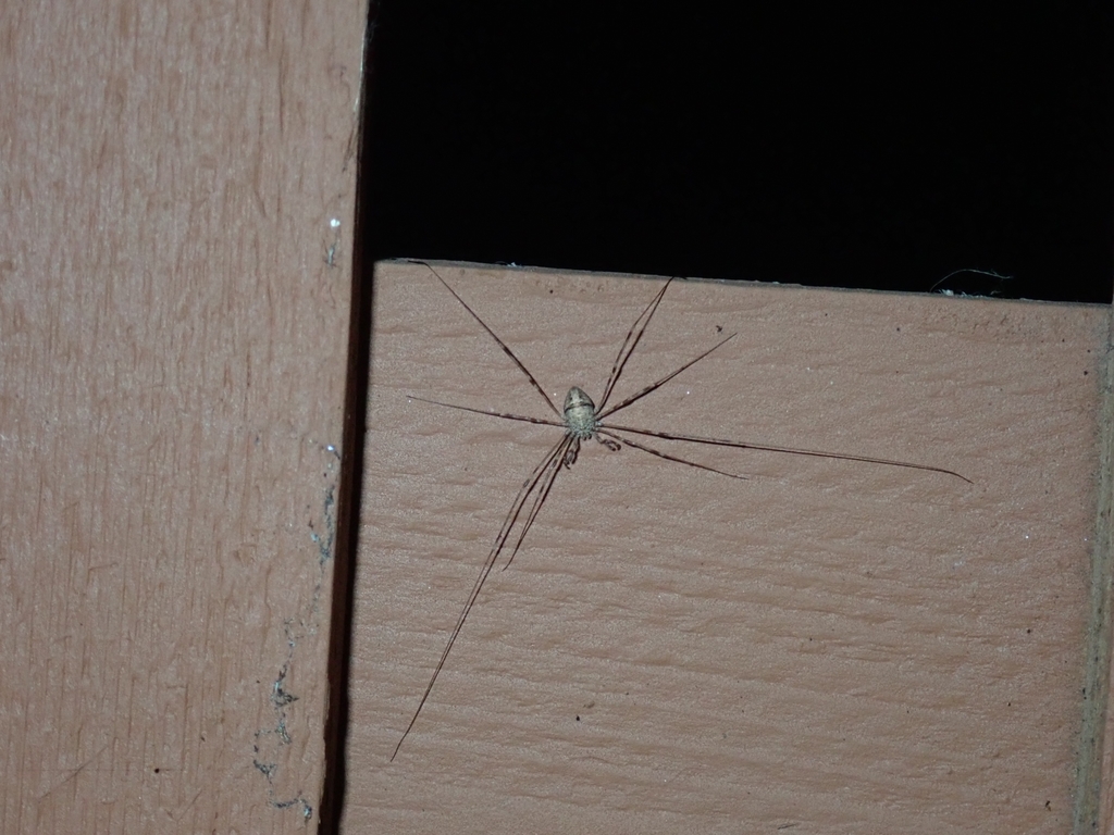 Fork-palped Harvestman from Tolovana Park, Cannon Beach, OR, USA on ...