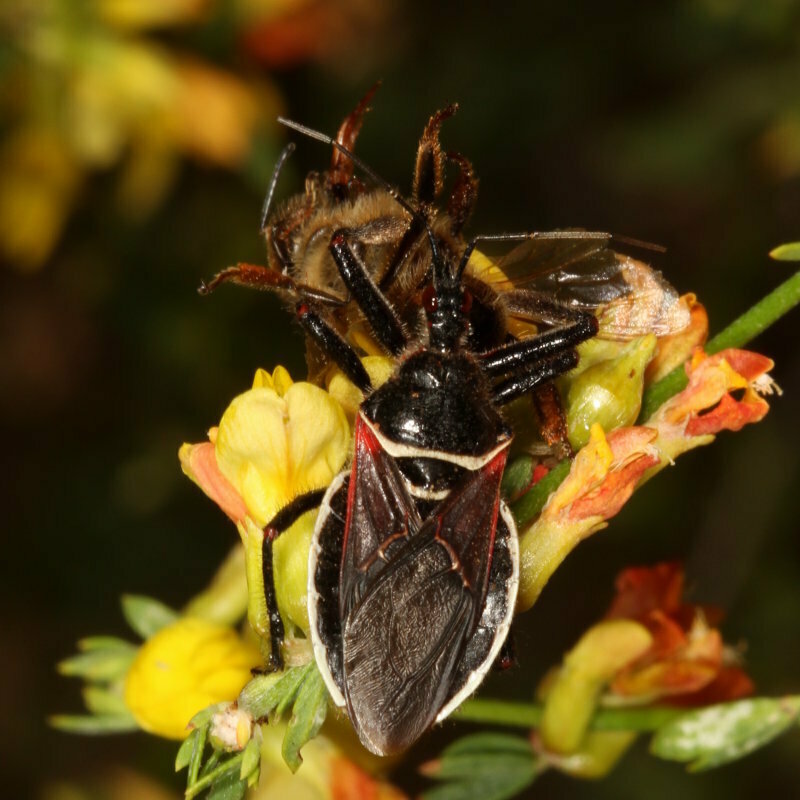California Bee Assassin from Arroyo Seco, California 93927, USA on May ...