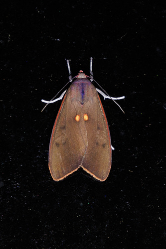 Melese incertus · NaturaLista Colombia