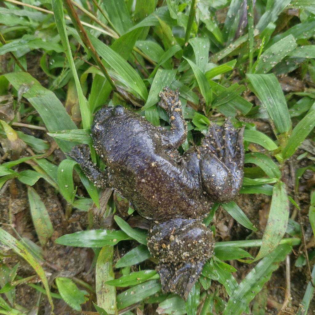 Kalimantan Jungle Toad in November 2024 by Mia · iNaturalist
