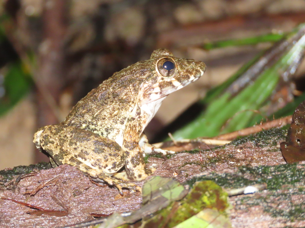 Rough-backed River Frog from Melawi Regency, West Kalimantan, Indonesia ...
