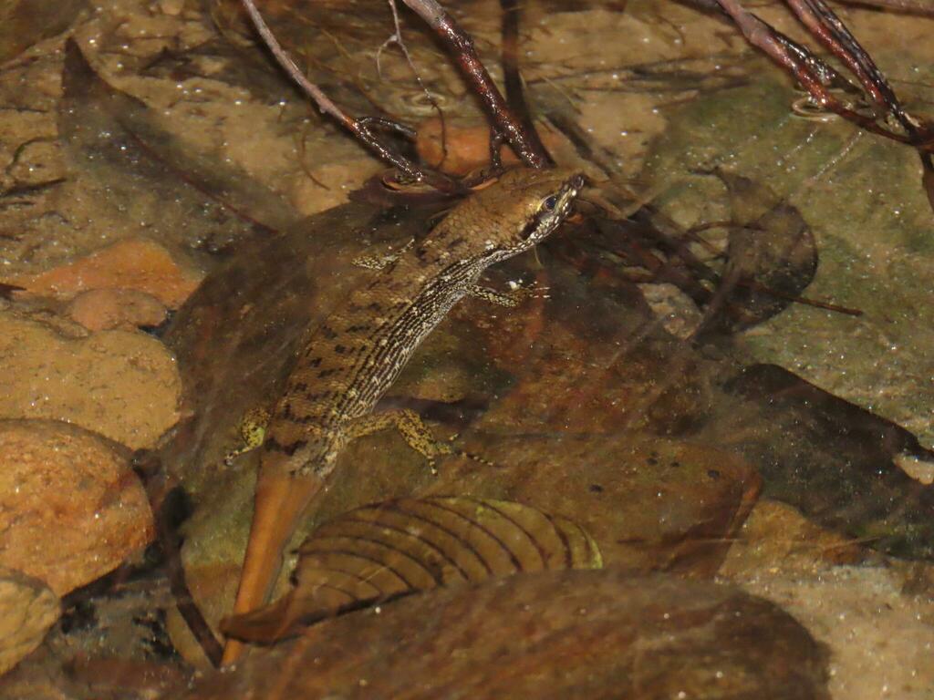 Beccari's Keeled Skink from Melawi Regency, West Kalimantan, Indonesia ...
