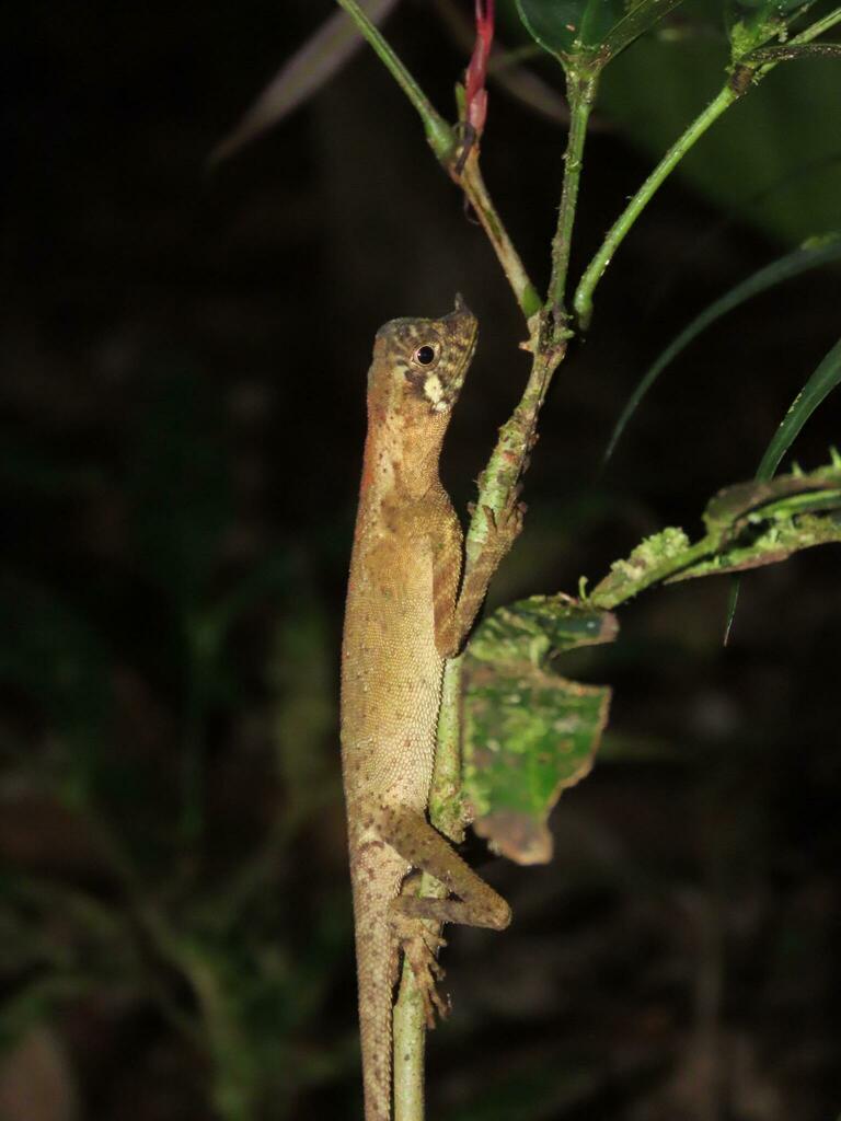 Ornate Earless Agama from Melawi Regency, West Kalimantan, Indonesia on ...