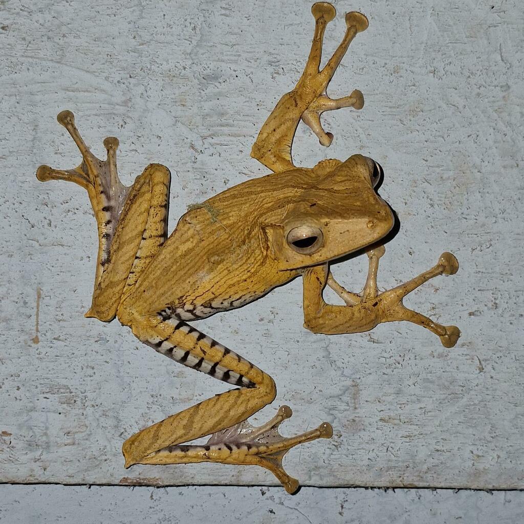 File-eared Tree Frog from Melawi Regency, West Kalimantan, Indonesia on ...