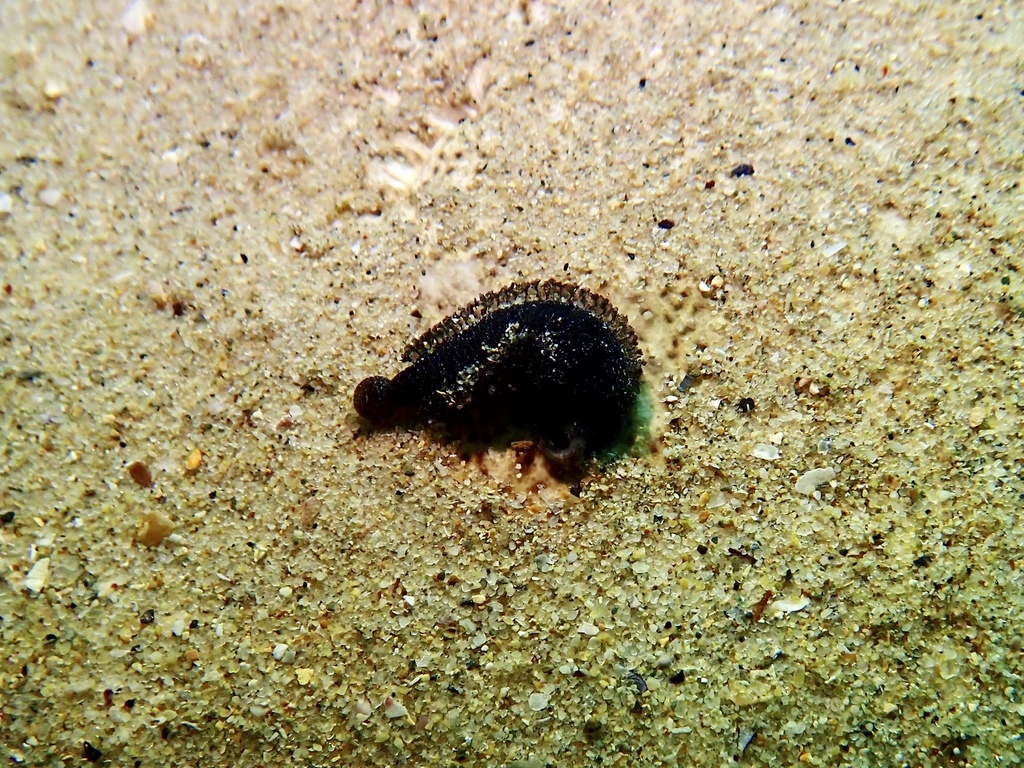 Numb Ray Leech from Oak Park Cronulla NSW 2230, Australia on July 20 ...