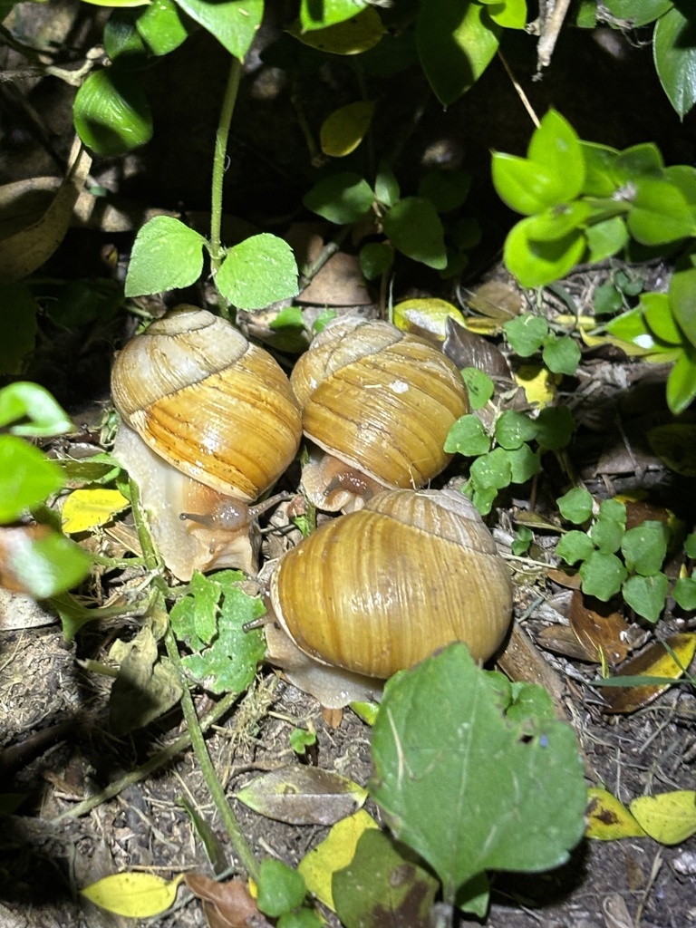 Southern Queensland Melon Snail from Tallegalla, QLD, AU on November 28 ...