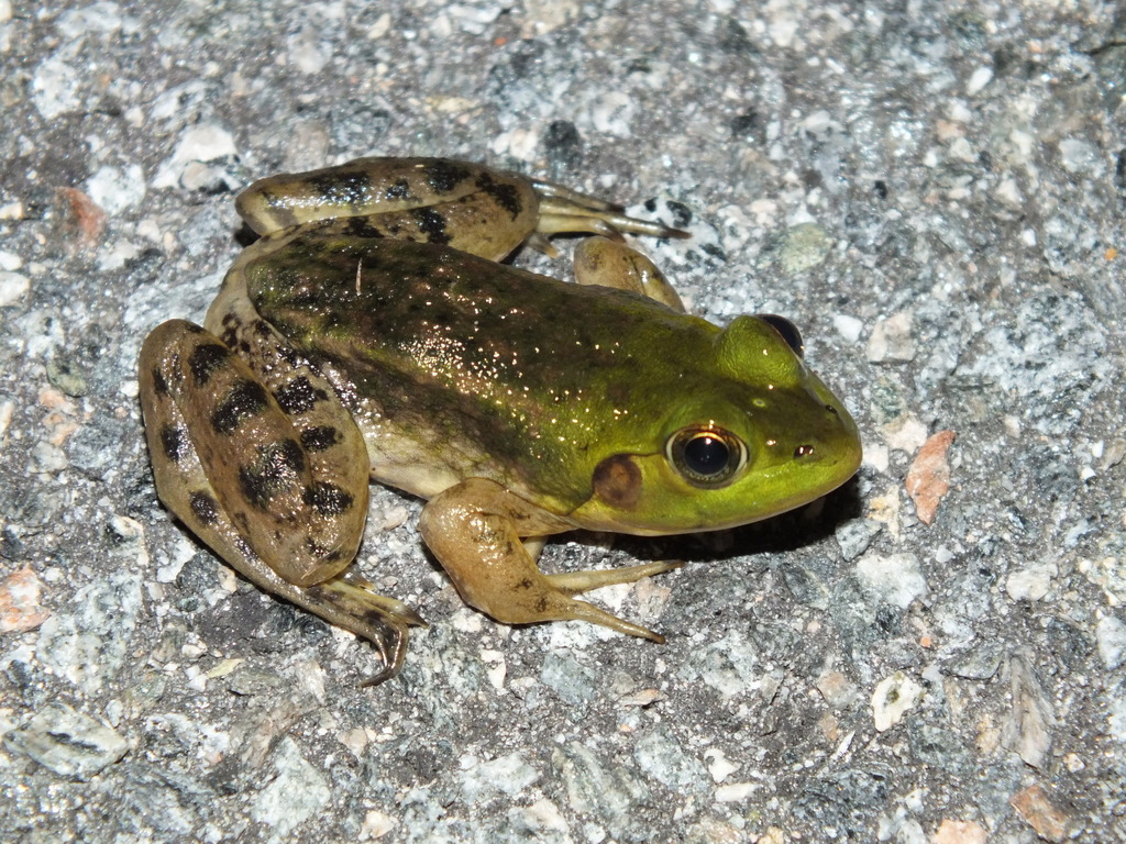 Pig Frog from Stephen Foster State Park, Georgia, U.S.A. on August 9 ...