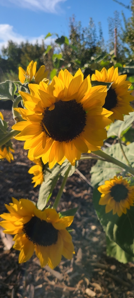 Common Sunflower from Student Farm Field House, Davis, CA 95616, USA on ...