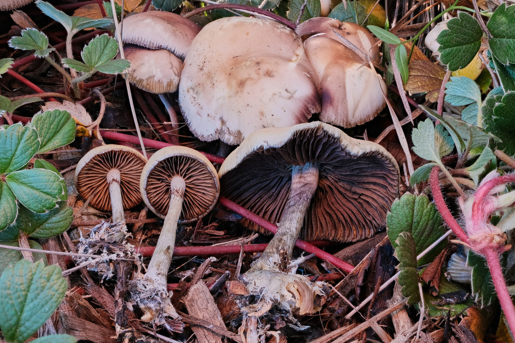 Psilocybe allenii from Presidio, San Francisco, CA, US on December 3 ...
