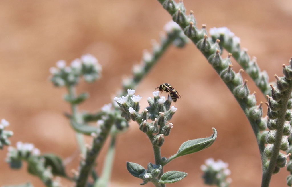 Ants, Bees, Wasps, and Sawflies from Crete, Greece on July 20, 2019 at ...