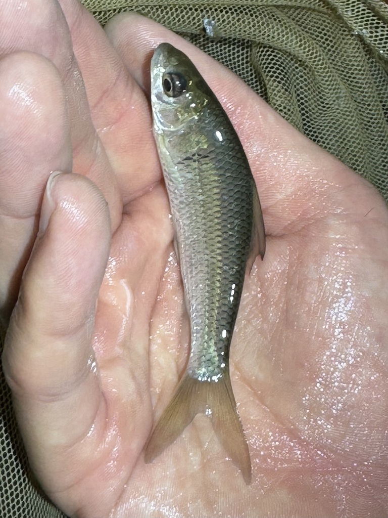 Mud Carp in December 2024 by Artur Tomaszek · iNaturalist