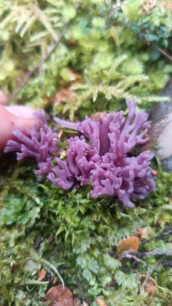 violet coral fungus from Rosebery TAS 7470, Australia on December 1 ...