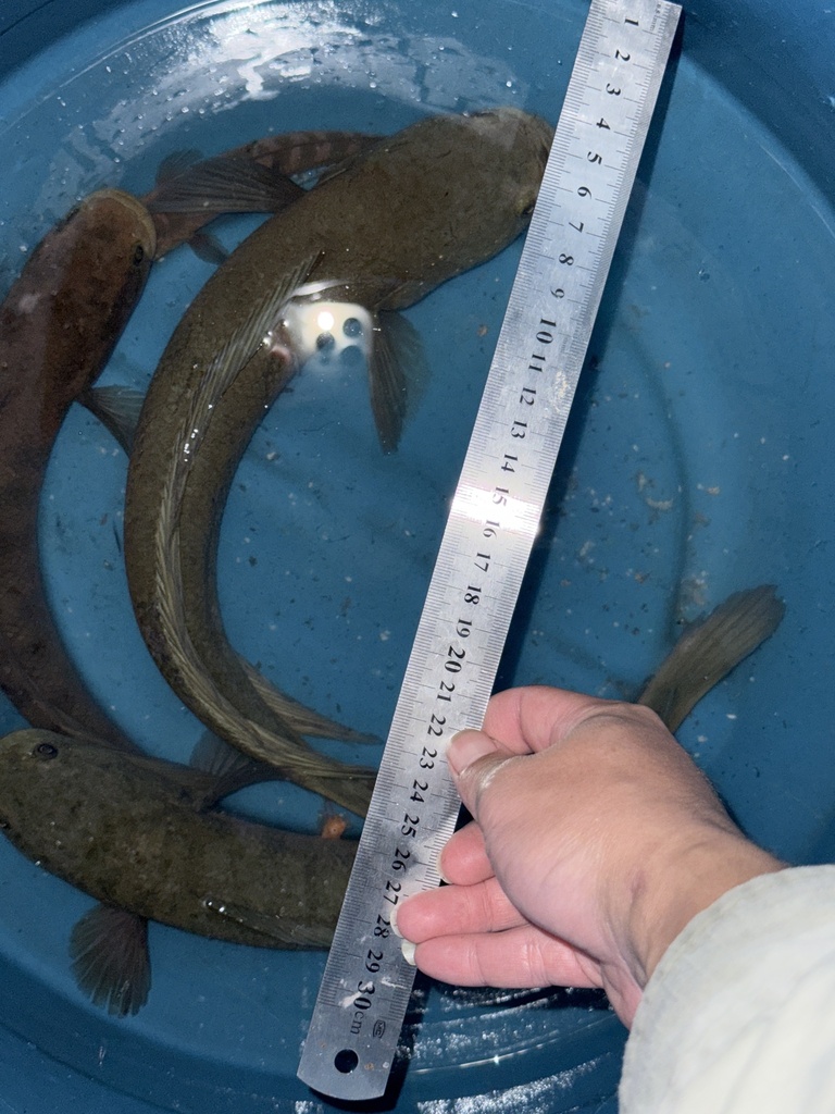 Small Snakehead in December 2024 by 可 郑 · iNaturalist