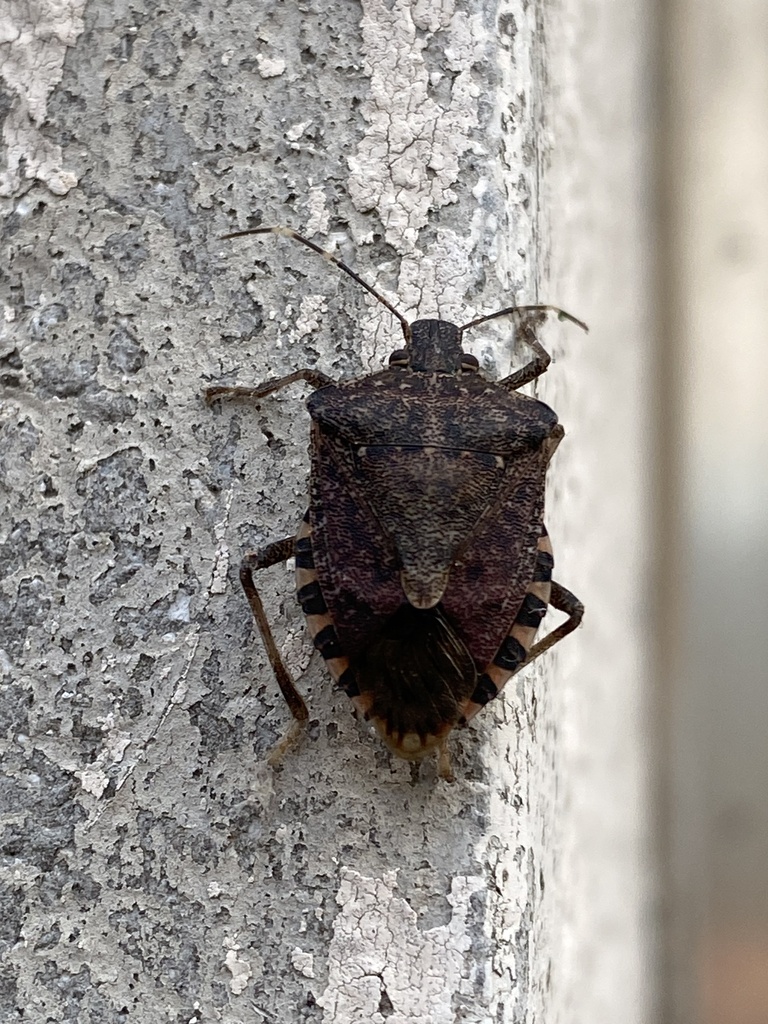 Brown Marmorated Stink Bug from Via Campagnole, Rovereto, Trentino-Alto ...