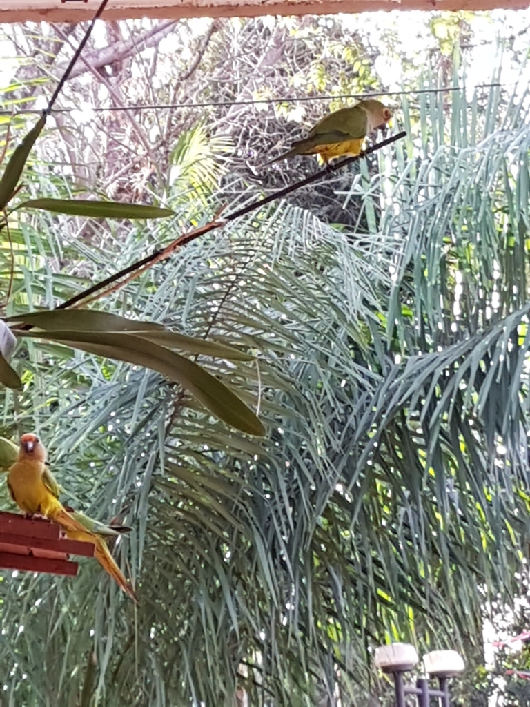Peach-fronted Parakeet in July 2019 by Filipe Martins Santos · iNaturalist
