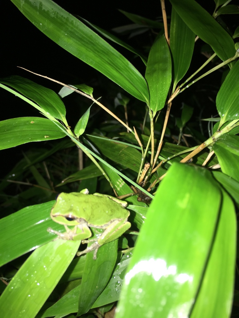 Japanese Tree Frog from 1210, Otsu, Komoro-Shi, Nagano, JP on July 20 ...