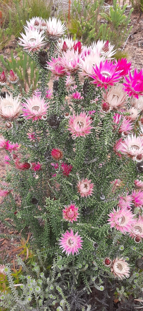 Cape everlasting from Helderberg Rural, Sir Lowry's Pass, 7135, South ...