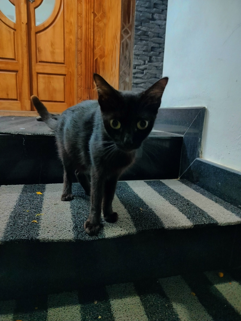 Domestic Cat from JV92+4W2, Mangalapuram, Veiloor, Kerala 695302, India ...