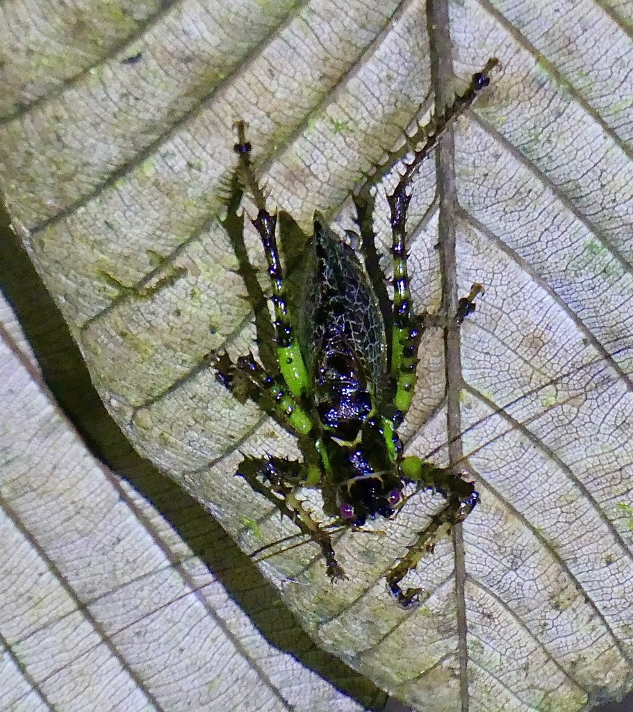 Panacanthus from Quito, Pichincha, EC on November 09, 2024 at 06:56 PM ...