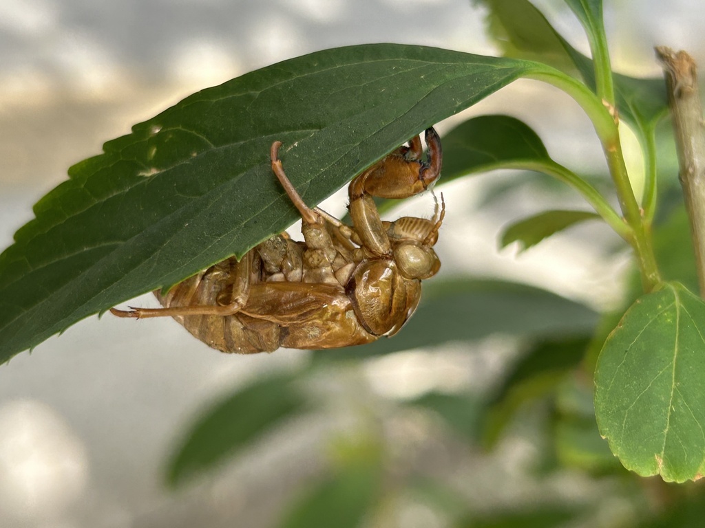 Large Brown Cicada from Honshu, Shibuya, Tokyo, JP on October 19, 2023 ...