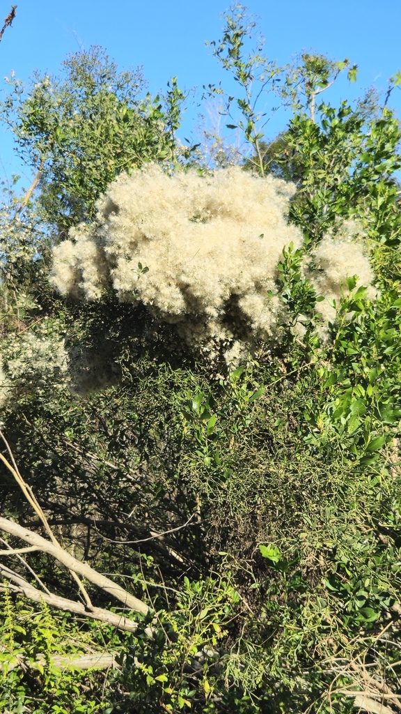 groundsel tree from Largo, FL 33771, USA on December 4, 2024 at 02:40 ...